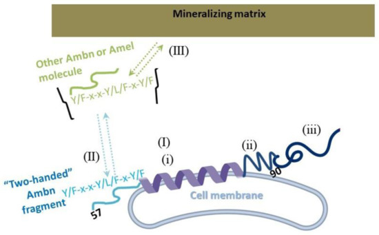 The Dynamic Interactions of a Multitargeting Domain in Ameloblastin ...