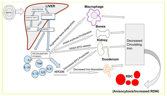 The Role of Red Cell Distribution Width as a Prognostic Marker in ...