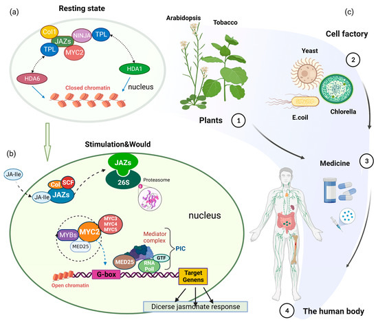 MYC2: A Master Switch for Plant Physiological Processes and Specialized ...