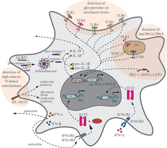 Immune Functions of Astrocytes in Viral Neuroinfections