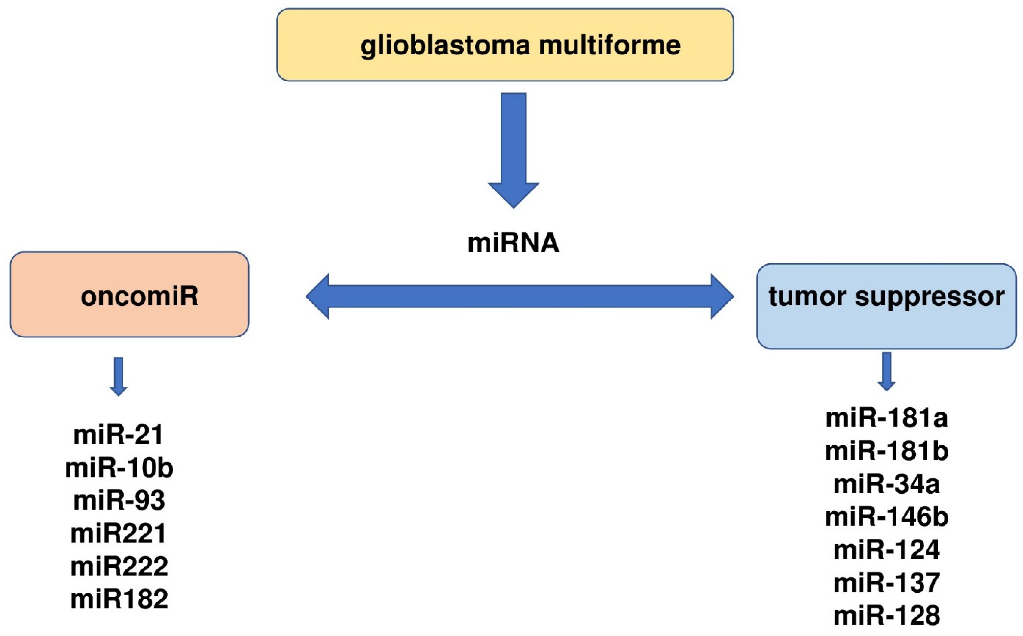 microRNAs (miRNAs) in Glioblastoma Multiforme (GBM)—Recent Literature Review