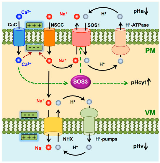 Salinity-Induced Cytosolic Alkaline Shifts in Arabidopsis Roots Require ...