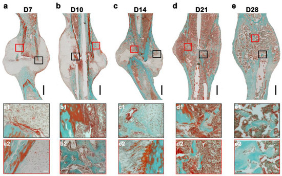Landscape of Well-Coordinated Fracture Healing in a Mouse Model Using ...