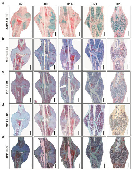 Landscape of Well-Coordinated Fracture Healing in a Mouse Model Using ...