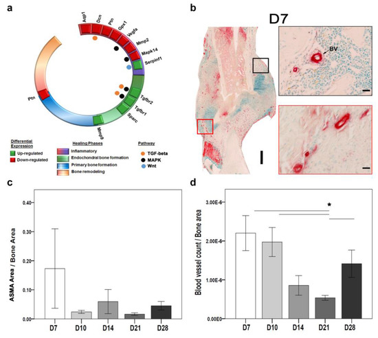 Landscape of Well-Coordinated Fracture Healing in a Mouse Model Using ...