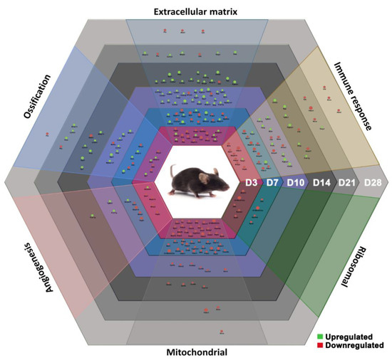 Landscape of Well-Coordinated Fracture Healing in a Mouse Model Using ...