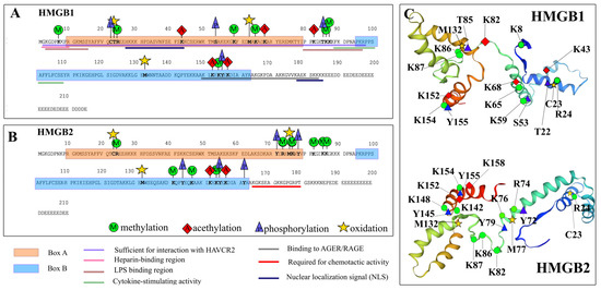 Structural Characteristics of High-Mobility Group Proteins HMGB1 and ...