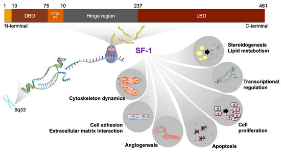 Steroidogenic Factor 1, a Goldilocks Transcription Factor from ...