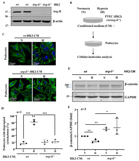 Paracrine Effects of Renal Proximal Tubular Epithelial Cells on ...