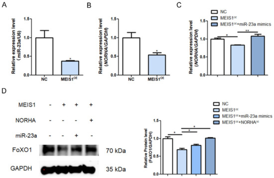 MEIS1 Is a Common Transcription Repressor of the miR-23a and NORHA Axis ...