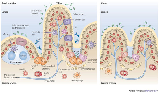 Complexification of In Vitro Models of Intestinal Barriers, A True ...