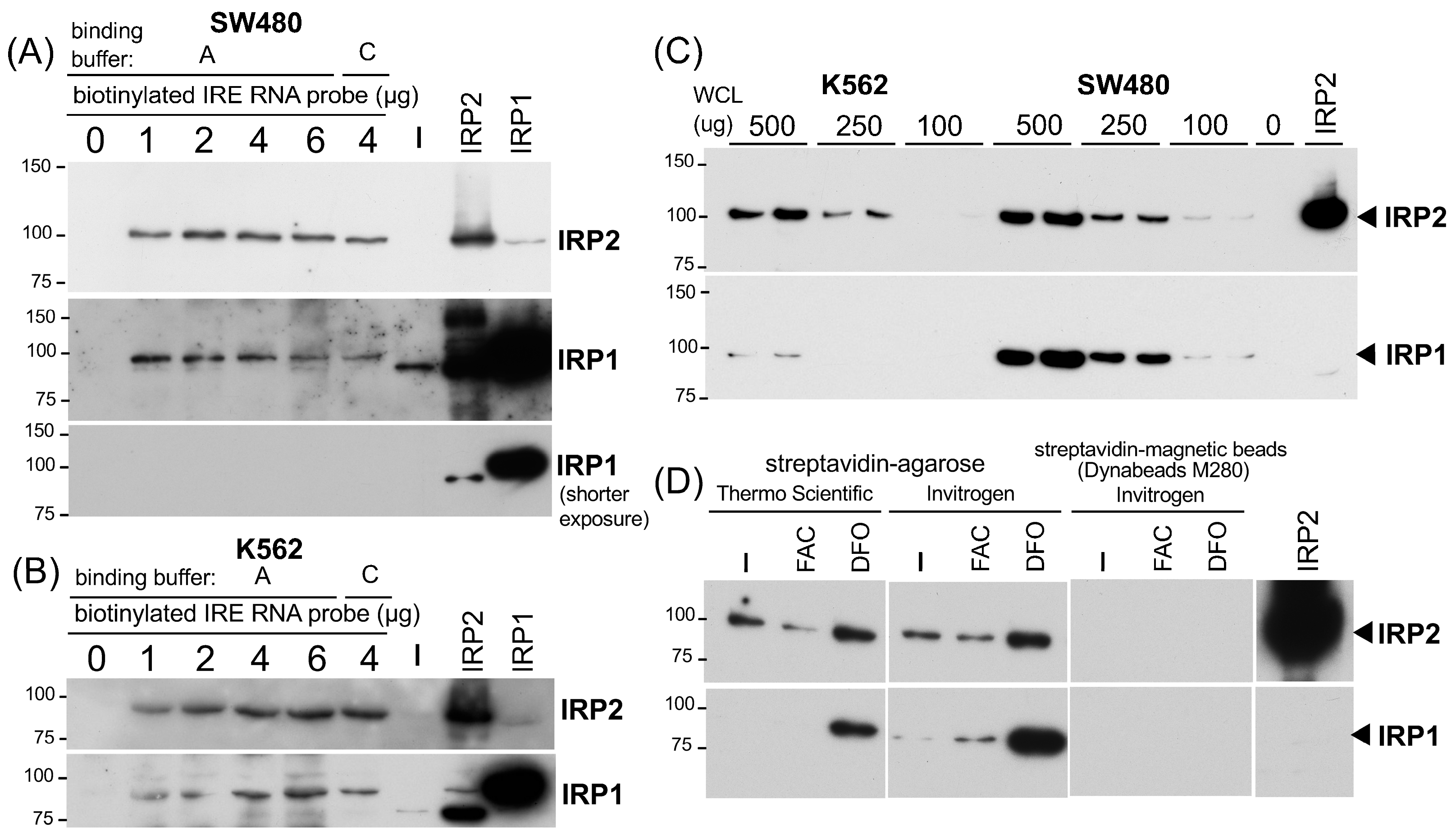 Ijms Free Full Text Optimization Of Biotinylated Rna Or Dna Pull