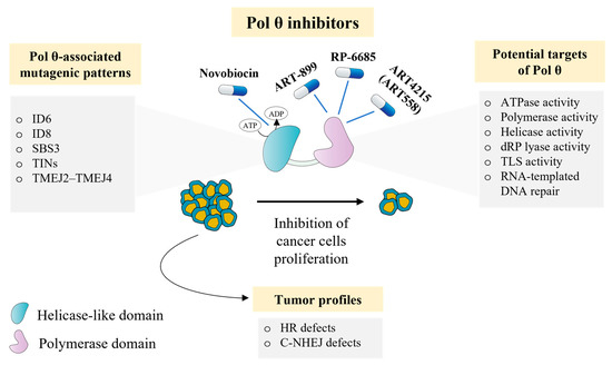 Multifaceted Nature of DNA Polymerase θ