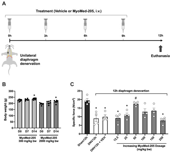 Small-Molecule Inhibition of MuRF1 Prevents Early Disuse-Induced ...