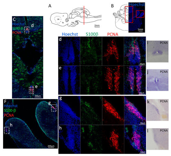Localization and Characterization of Major Neurogenic Niches in the ...