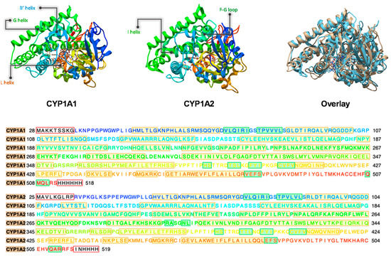 IJMS | Free Full-Text | Melatonin Activation by Cytochrome P450 ...