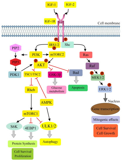 Autophagy and the Insulin-like Growth Factor (IGF) System in Colonic ...