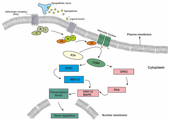 ß-Adrenoreceptors in Human Cancers