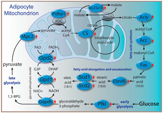 Acss2 Deletion Reveals Functional Versatility via Tissue-Specific Roles ...