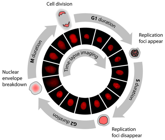 Basic Methods of Cell Cycle Analysis