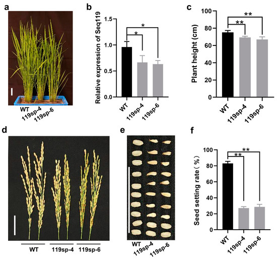 IJMS | Free Full-Text | A Novel miRNA in Rice Associated with the Low ...