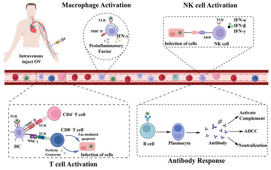 The Dilemma of HSV-1 Oncolytic Virus Delivery: The Method Choice and ...