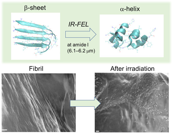 Disassembly of Amyloid Fibril with Infrared Free Electron Laser