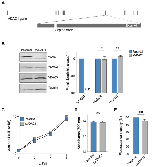 VDAC1 Knockout Affects Mitochondrial Oxygen Consumption Triggering a Rearrangement of ETC by ...