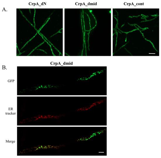 IJMS | Free Full-Text | Identification and Analysis of Fungal-Specific ...