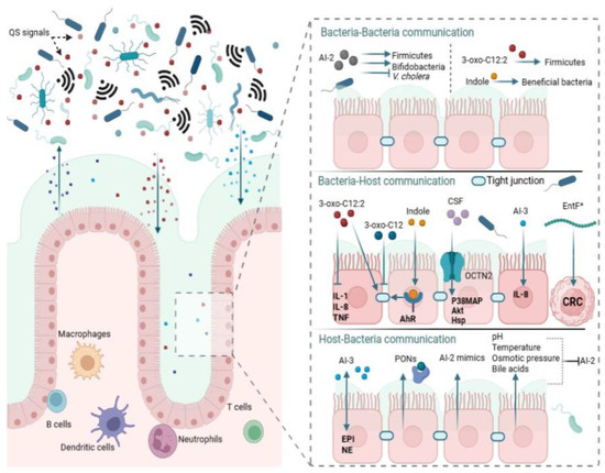 IJMS | Free Full-Text | Conversations in the Gut: The Role of Quorum ...