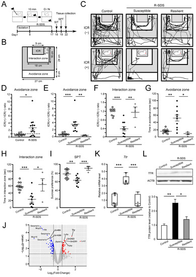 Transthyretin Is Commonly Upregulated in the Hippocampus of Two Stress ...