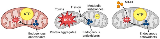 IJMS | Free Full-Text | Mitochondria-Targeted Antioxidants, an Innovative Class of Antioxidant ...