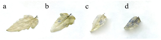 Physiological and Biochemical Responses of Solanum lycopersicum L. to ...