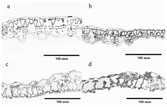 Physiological and Biochemical Responses of Solanum lycopersicum L. to ...