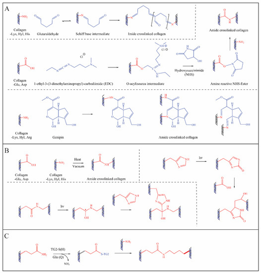 The Use of Collagen-Based Materials in Bone Tissue Engineering