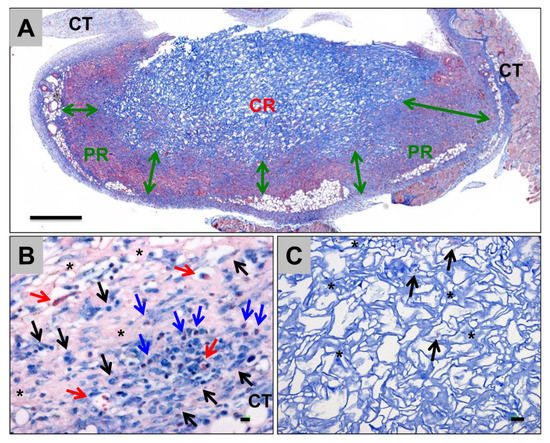 The Use of Collagen-Based Materials in Bone Tissue Engineering