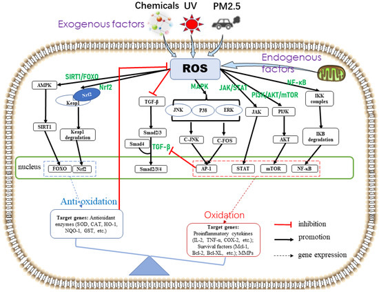Possible Mechanisms of Oxidative Stress-Induced Skin Cellular ...