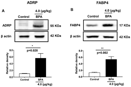 Fetal Exposure to Endocrine Disrupting-Bisphenol A (BPA) Alters ...
