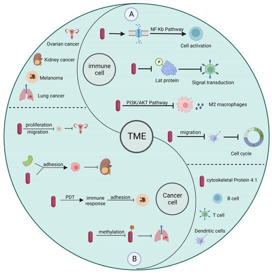 The Role of Cytoskeleton Protein 4.1 in Immunotherapy
