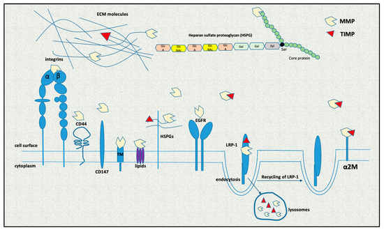 Matrix Metalloproteinases in Chronic Obstructive Pulmonary Disease