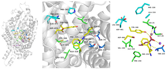Taurine and Creatine Transporters as Potential Drug Targets in Cancer ...