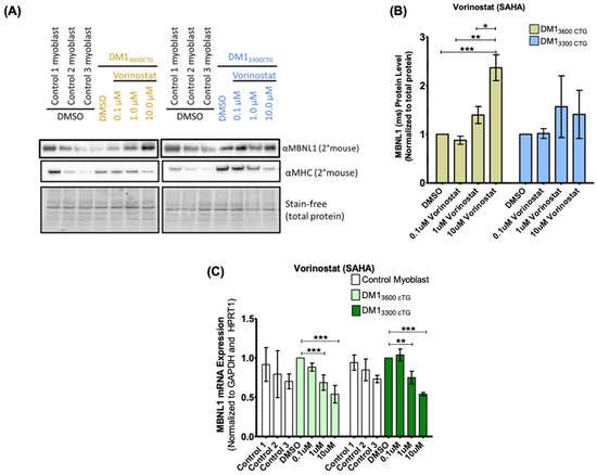 Vorinostat Improves Myotonic Dystrophy Type 1 Splicing Abnormalities in ...