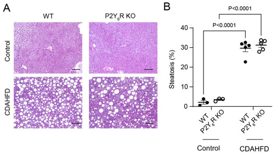 Knockout of Purinergic P2Y6 Receptor Fails to Improve Liver Injury and Inflammation in Non ...
