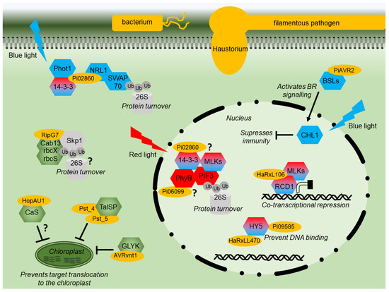 Tuning the Wavelength: Manipulation of Light Signaling to Control Plant ...