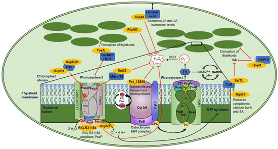 Tuning the Wavelength: Manipulation of Light Signaling to Control Plant ...