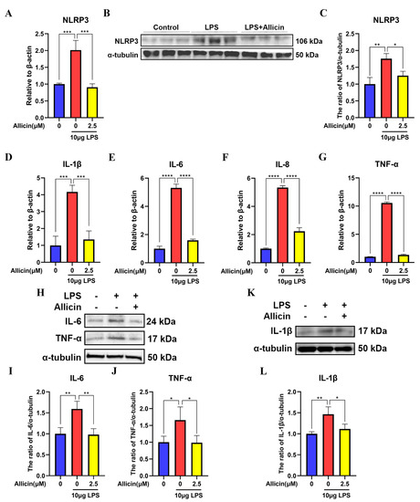 Allicin Alleviated LPS-Induced Mastitis via the TLR4/NF-κB Signaling ...