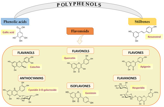 Ijms Free Full Text Bioaccessibility And Bioavailability Of Diet