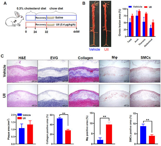Urotensin II Enhances Advanced Aortic Atherosclerosis Formation and ...
