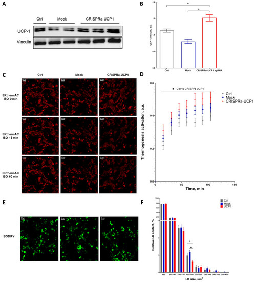 IJMS | Free Full-Text | Transplantation of Adipose-Tissue-Engineered ...