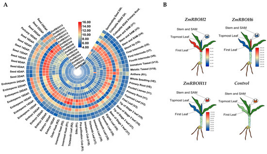 Evolutionary Analysis of Respiratory Burst Oxidase Homolog (RBOH) Genes ...